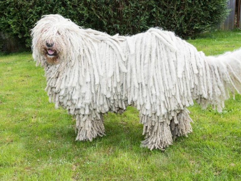 32 Unique Dog Breeds That You Wouldn’t Get All Their Names Right The ...
