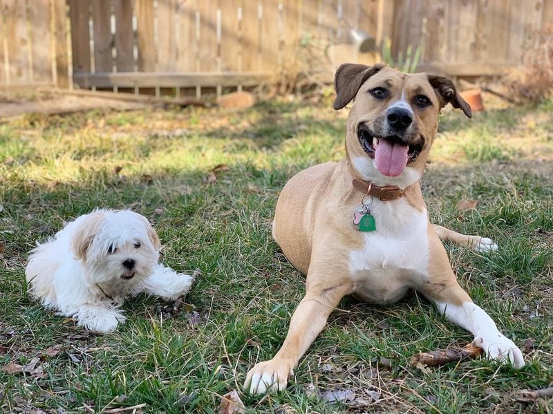 Beagle Boxer Mix - Your Complete Breed Guide To The Boggle - The Goody Pet