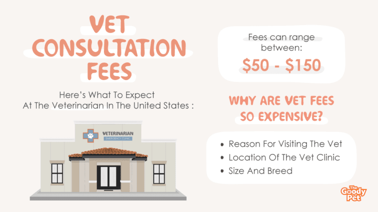 How Much Does a Vet Cost in 2022? (We Analyzed 300+ Vets!) - The Goody Pet