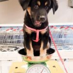 What Countries Eat Dogs? 17 Places Around The World Where You Can Have ...