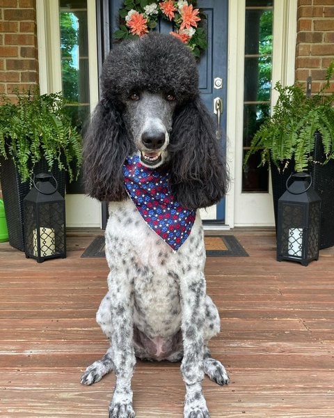 Parti Poodle - Your Complete Breed Guide - The Goody Pet