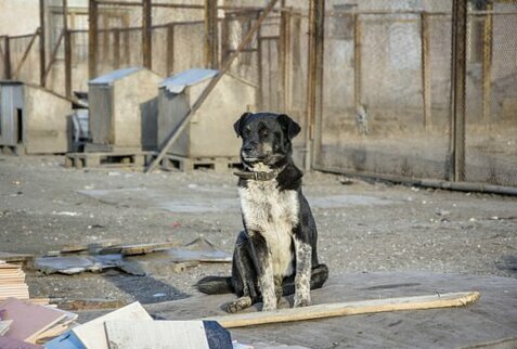 Vulnerable Dogs Up For Adoption To Get ‘Home-Like’ Shelter - The Goody Pet