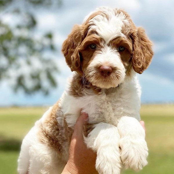 Parti Goldendoodle - Your Complete Breed Guide - The Goody Pet