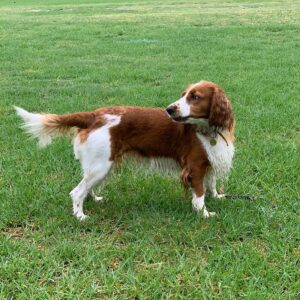 51 Best Hunting Dog Breeds: Which One is Right for You? - The Goody Pet