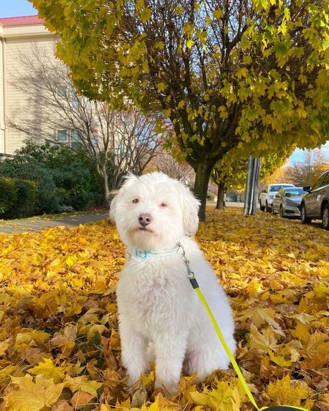 Pomeranian Poodle Mix - Your Complete Breed Guide To The Pomapoo - The Goody Pet