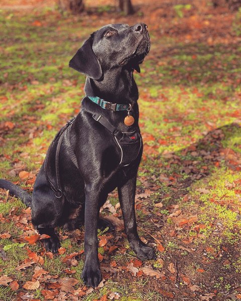 Black Labrador - Your Complete Breed Guide - The Goody Pet