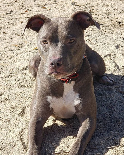 Grey Pitbulls: Ultimate FAQs + 101 Guide - The Goody Pet