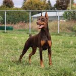 Red Doberman - Your Complete Breed Guide - The Goody Pet