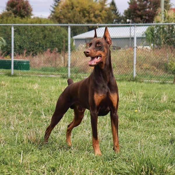 Red Doberman - Your Complete Breed Guide - The Goody Pet