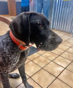 Skin Tags On Dogs - A 2024 Complete Guide - The Goody Pet