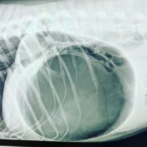 What Is GDV In Dogs - Causes, Symptoms, And Treatment - The Goody Pet