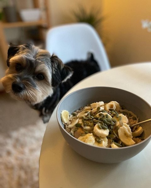 Can Dogs Eat Oats? Benefits, Nutrition And Risks - The Goody Pet