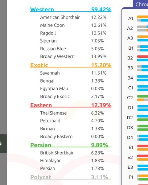 How To Determine Your Cat's Breed - Purebreds VS Mixed Breeds - The ...