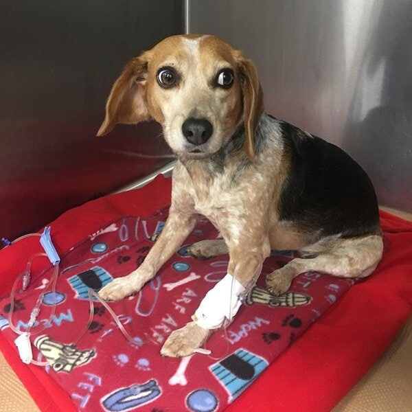 Beagle Lifespan And Its Common Health Issues - The Goody Pet