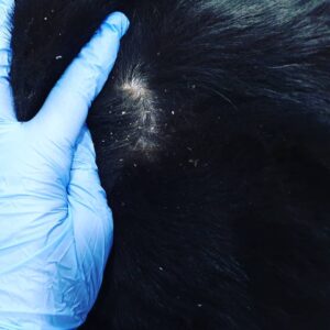 Dog Dandruff: Causes & How To Control It - TheGoodyPet - The Goody Pet