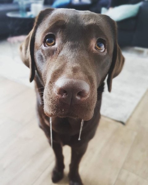 Excessive Drooling In Dogs - Should You Be Worried? - The Goody Pet