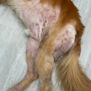Common Dog Skin Problems, Symptoms & Treatment - The Goody Pet