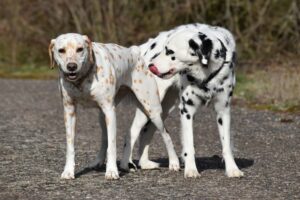 Why Do Dogs Get Stuck When They Mate? You’ll Be Surprised At How Long ...