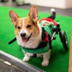 What Is IVDD In Dogs - Causes, Symptoms, And Treatment - The Goody Pet