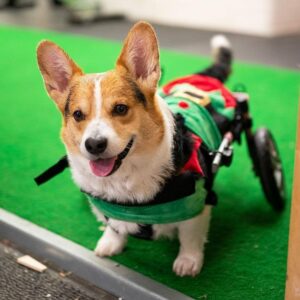 What Is IVDD In Dogs - Causes, Symptoms, And Treatment - The Goody Pet