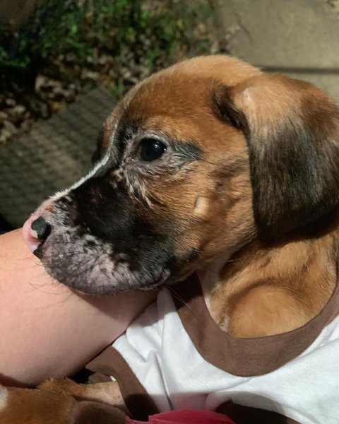 Puppy Strangles Disease: Everything You Need To Know - The Goody Pet