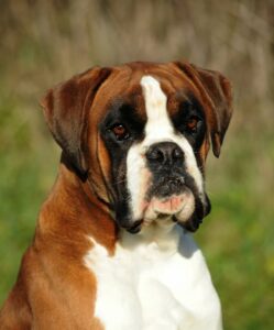 6 Beautiful Colors And Patterns Of A Boxer - The Goody Pet