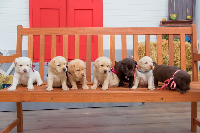 13 Astounding Colors And Patterns Of A Labrador Retriever - The Goody Pet