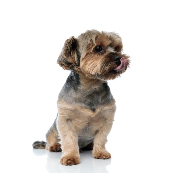 16 Extravagant Colors And Patterns Of A Yorkie - The Goody Pet