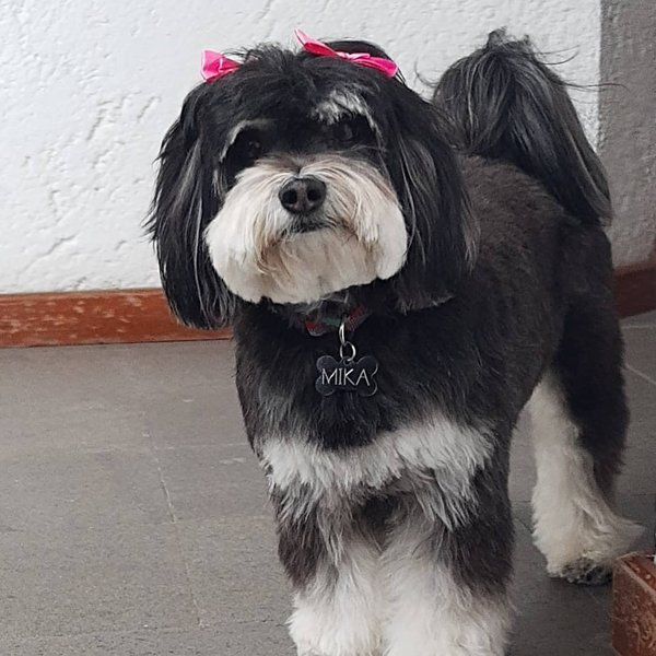 Black Maltese: Not A Purebred Maltese! - The Goody Pet