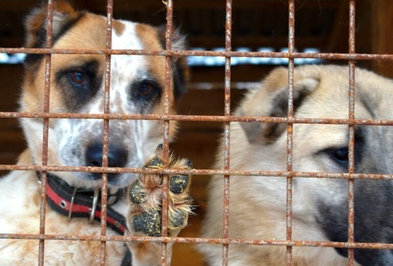 What Countries Eat Dogs? 17 Places Around The World Where You Can Have ...