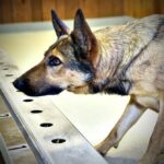 Can Dogs Smell Cancer? Here's How They React - The Goody Pet