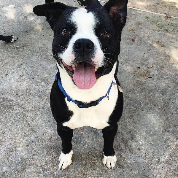 Boston Terrier Pitbull Mix - Your Complete Breed Guide - The Goody Pet