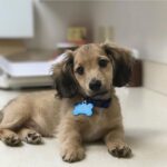 What Is A Brindle Dachshund? Information Of Its Origins - The Goody Pet