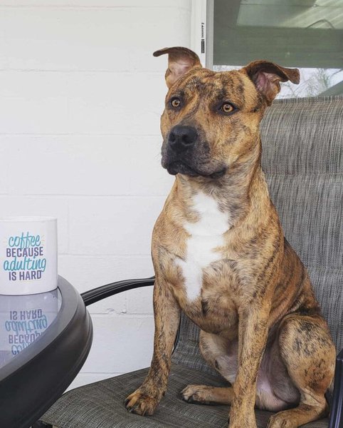 Brindle Pitbulls - Ultimate FAQs + 101 Guide - The Goody Pet