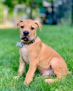 Labrador Bulldog Mix - Your Complete Bullador Breed Guide - The Goody Pet