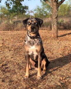 Catahoula Leopard Dog 101: Ultimate Guide + FAQs - The Goody Pet