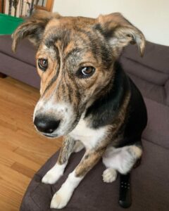 What Is A Corgi Lab Mix? A Complete Guide To Corgidor - The Goody Pet