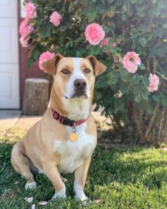 What Is A Corgi Pitbull Mix? A Complete Guide To Corgi Pit - The Goody Pet