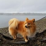 What Is A Corgi Pomeranian Mix? A Complete Guide To Corgipom - The ...