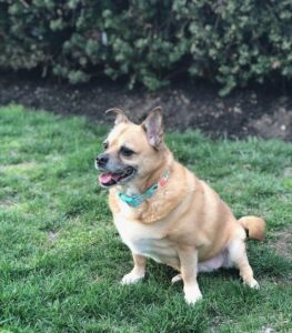 What Is A Corgi Pug Mix? A Complete Guide To Corgipug - The Goody Pet