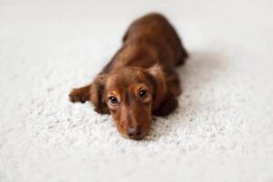What Is A Dachshund Labrador Mix? Dachsador Information You Should Know ...