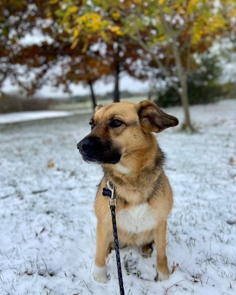 German Shepherd Beagle Mix - Your Complete Breed Guide - The Goody Pet