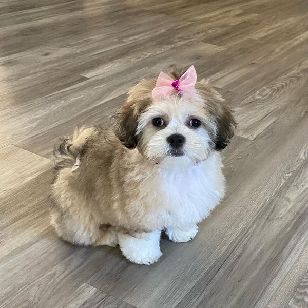 Maltese Shih Tzu: A Complete Guide To This Adorable Mix Breed - The ...