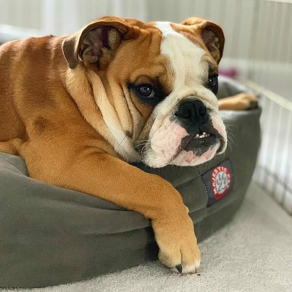 Can Dogs Have Panic Attacks? Not Knowing This Answer Can Cost Your Dog ...