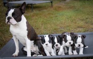 Bugg: A Complete Guide To This Boston Terrier Pug Breed - The Goody Pet