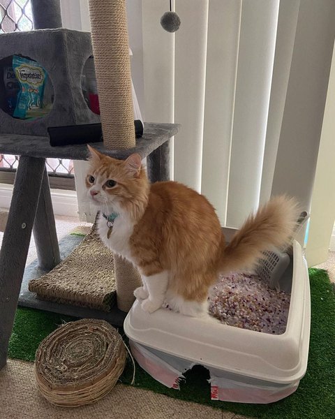 Help! There's Blood In My Cat's Stool - What Can I Do About It? - The ...