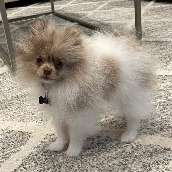 Parti Pomeranian - Your Complete Breed Guide - The Goody Pet