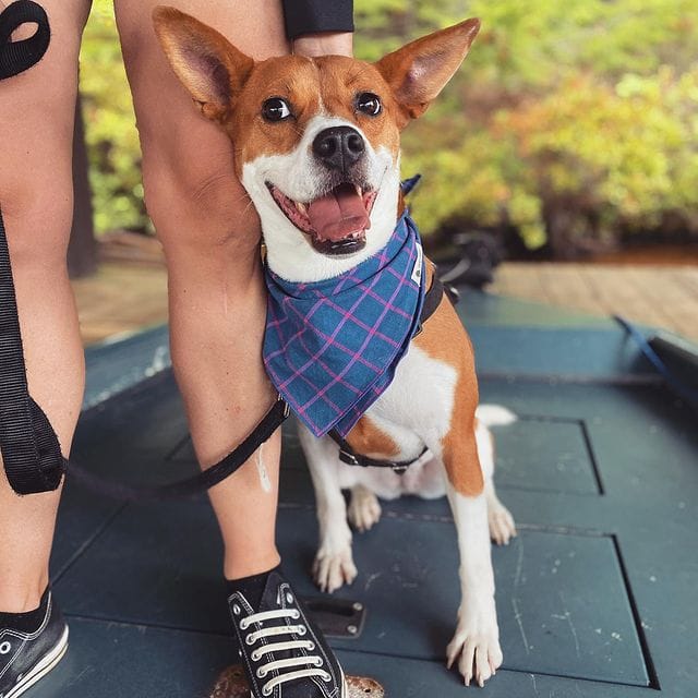 Why Do Dogs Lean On You Understanding What This Behavior Means The