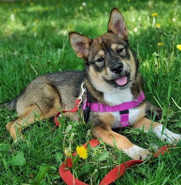 Shiba Inu German Shepherd Mix - Your Complete Breed Guide To The Shiba ...