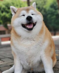 Fat Shiba Inu - Is My Shiba Inu Overweight? - The Goody Pet